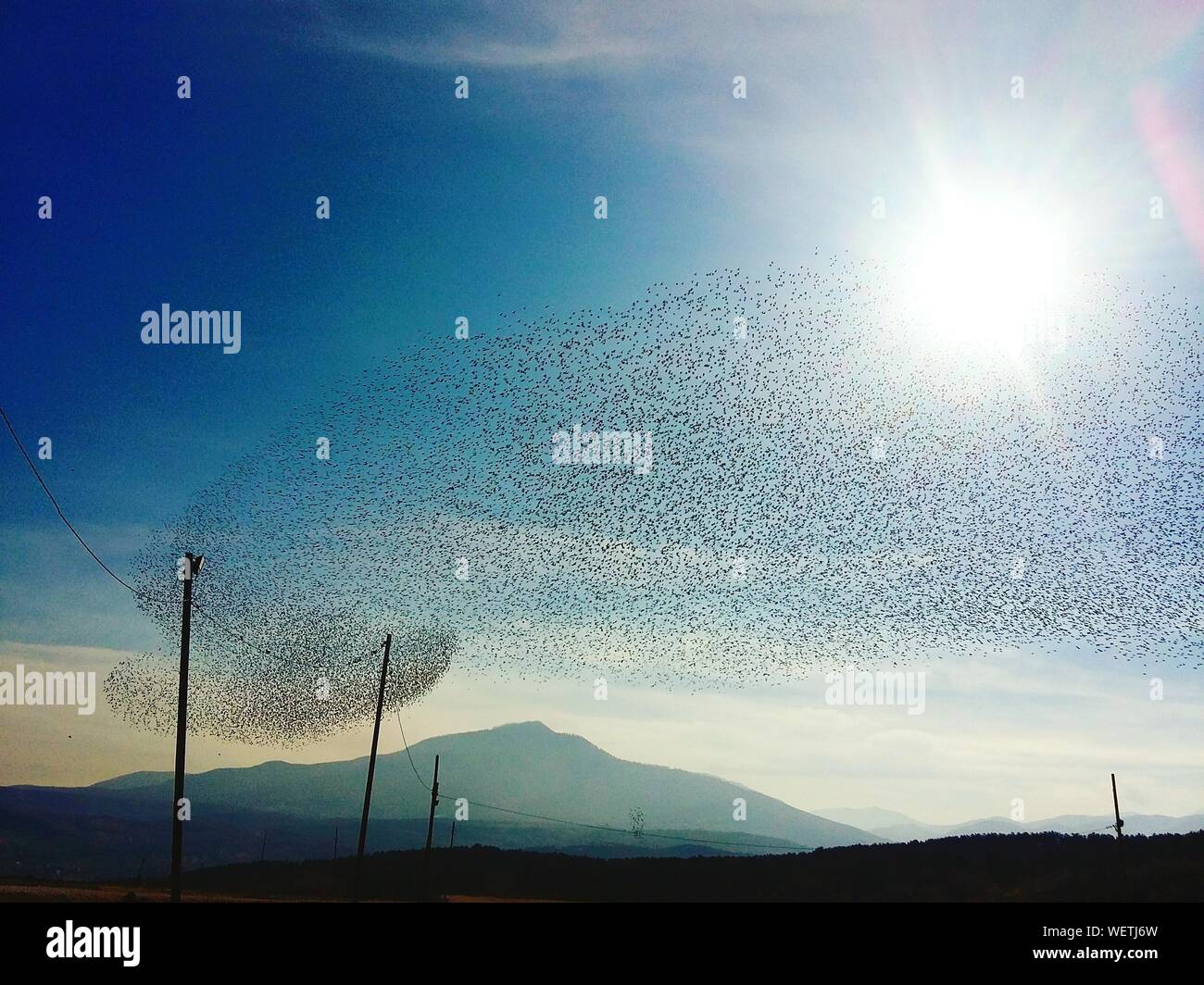 Insects that swarm hi-res stock photography and images - Alamy