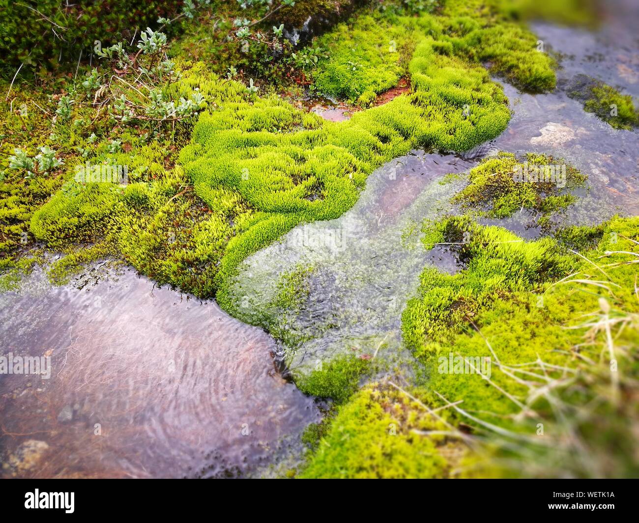 Stream Flowing Through Forest Stock Photo - Alamy Stream Flowing Through Forest Stock Photo - Alamy
