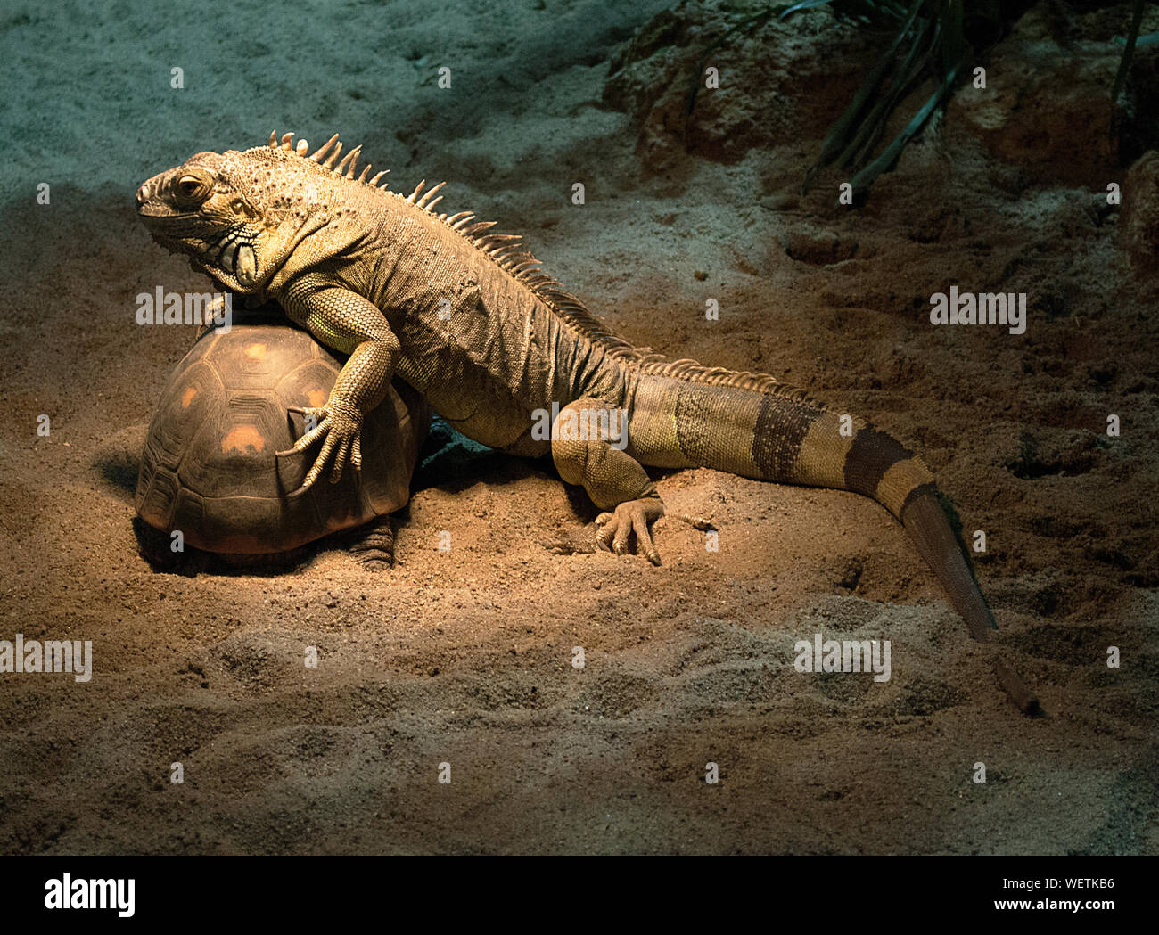 Crocodile turtle hi-res stock photography and images - Alamy