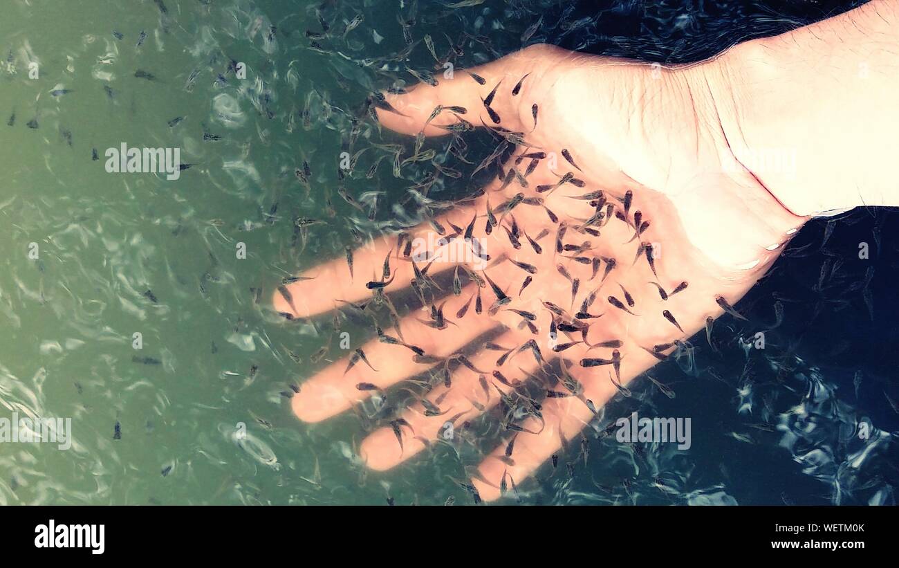 Human fish hi-res stock photography and images - Alamy