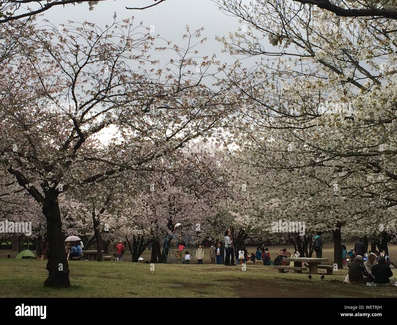 People under trees hi-res stock photography and images - Alamy