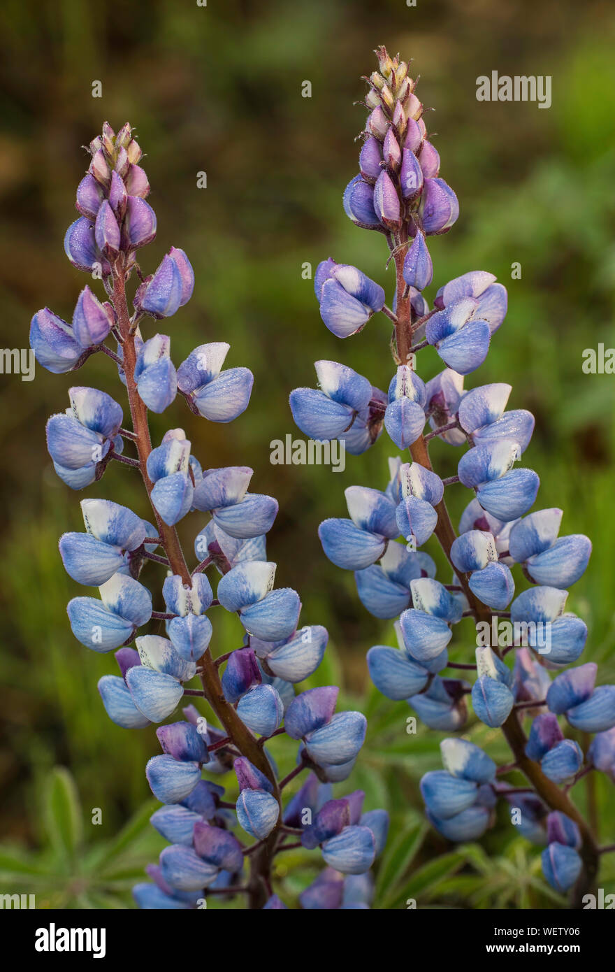 Wild Lupine in flower (Lupinus perennis), Prairies, North America, by ...