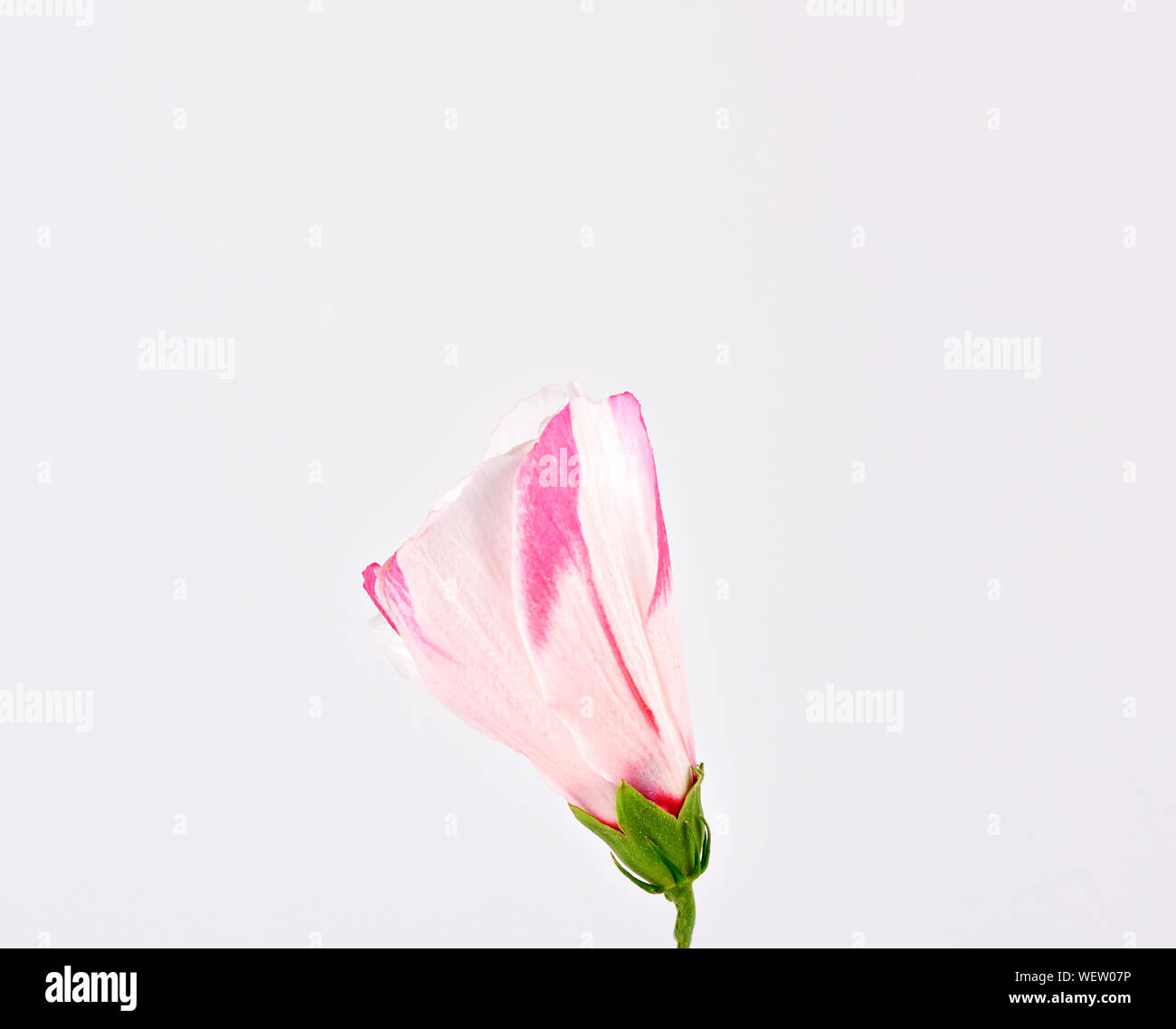 closed bud of pink-white hibiscus on a white background, close up Stock ...