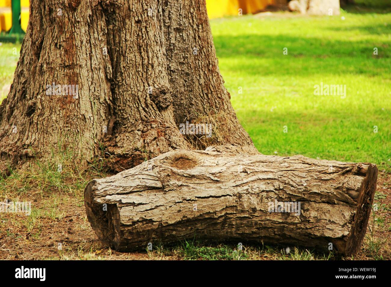 Log of tree hi-res stock photography and images - Alamy