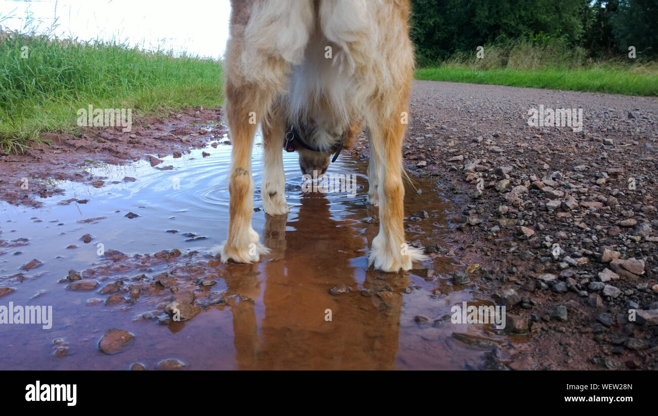 Can Dogs Get Sick From Drinking Puddles Can Dogs Get Sick From Drinking Puddles
