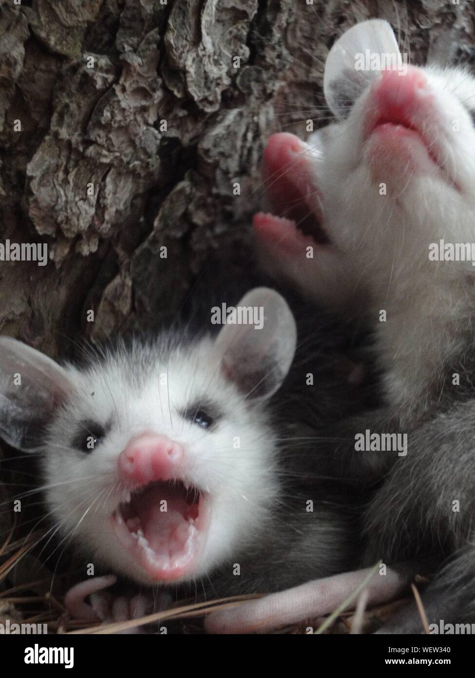 Possums hi-res stock photography and images - Alamy