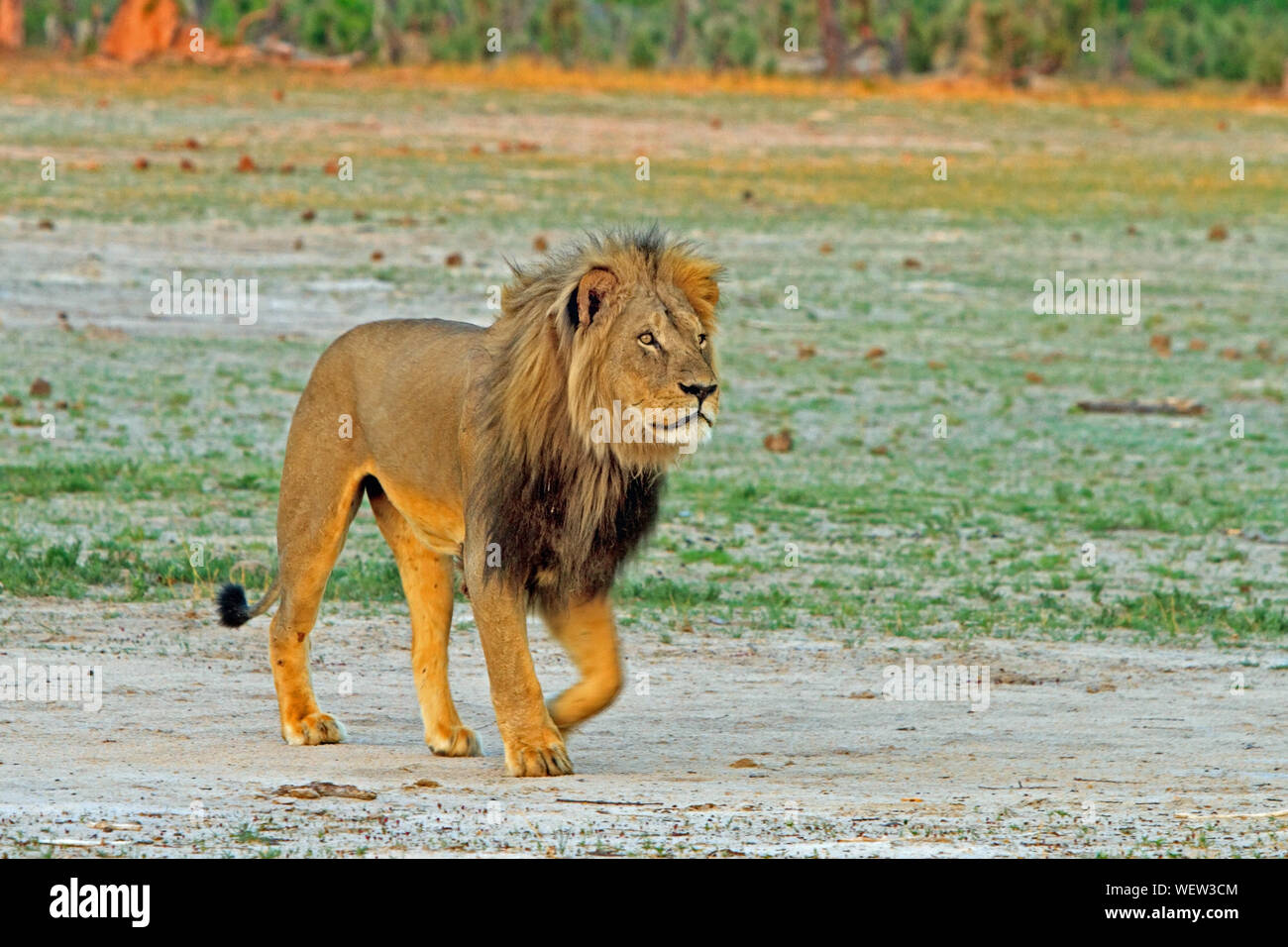 Landscape lion hi-res stock photography and images - Alamy