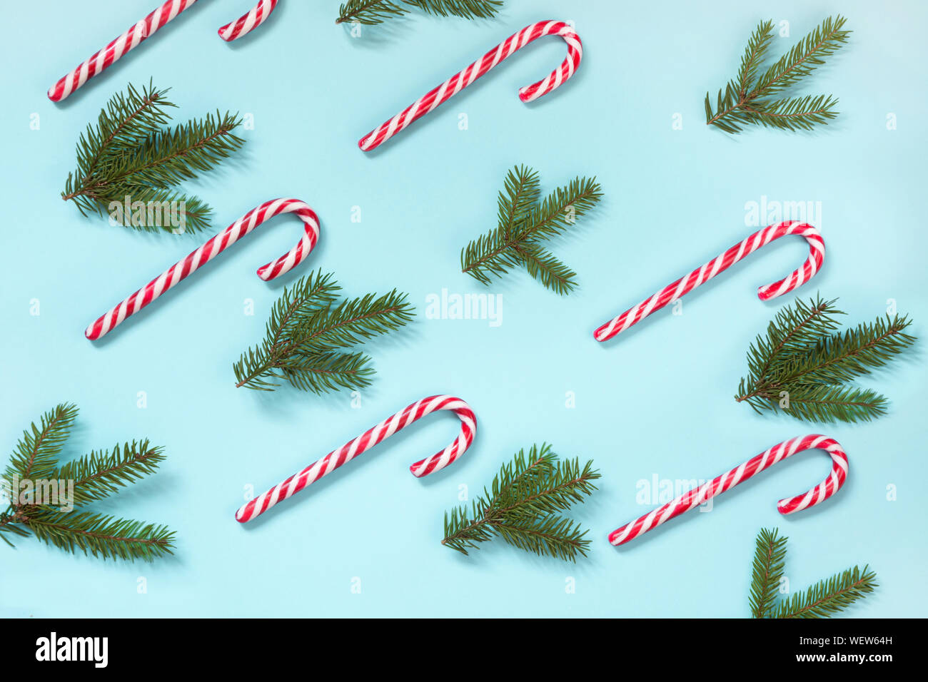 Christmas candy cane and evergreen branches lied evenly in row on blue background. Flat lay and ...