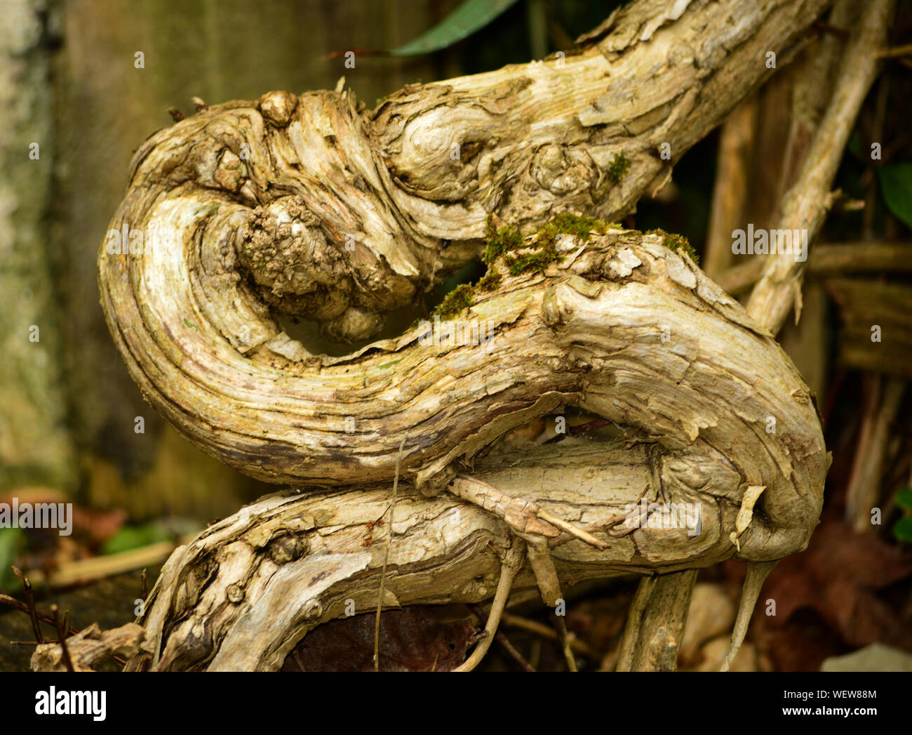 Tree root pattern High Resolution Stock Photography and Images - Alamy