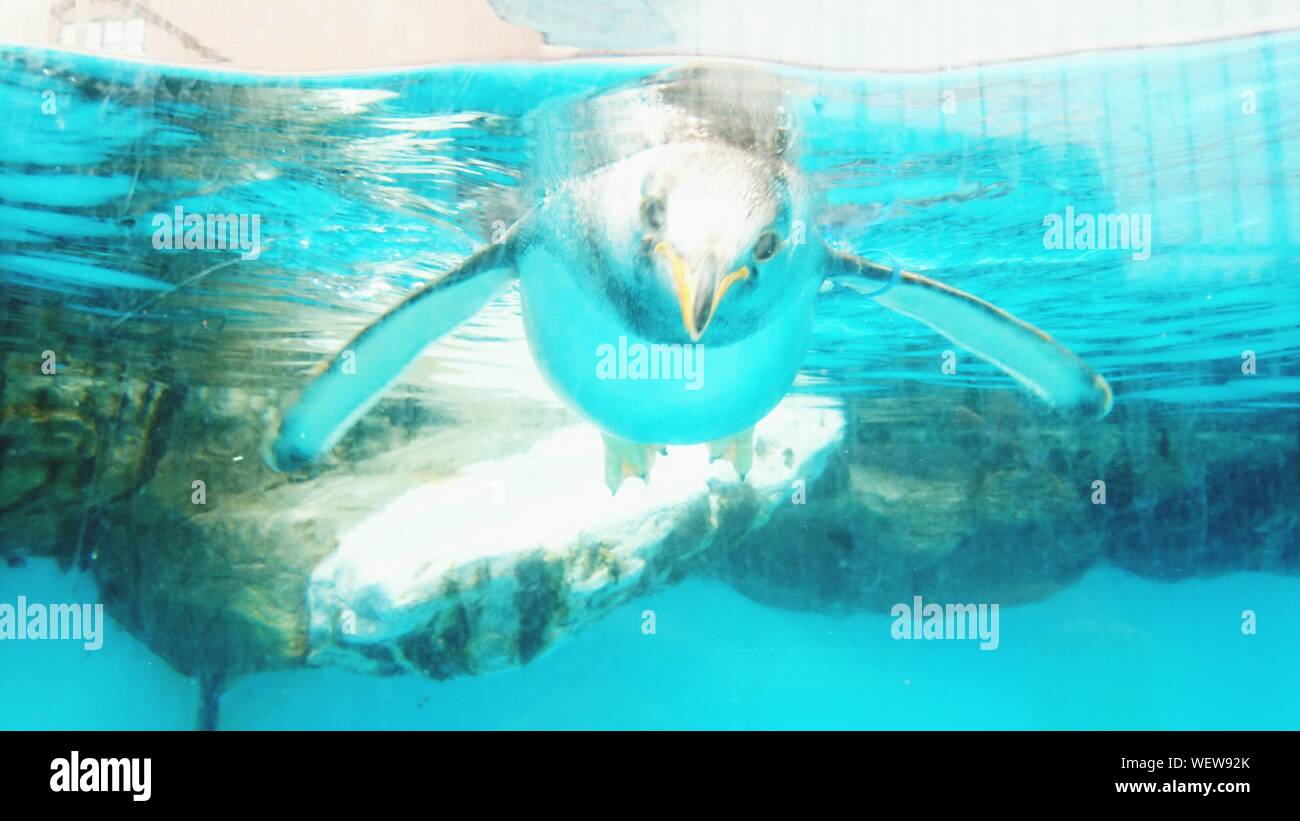Penguin in pool hi-res stock photography and images - Alamy
