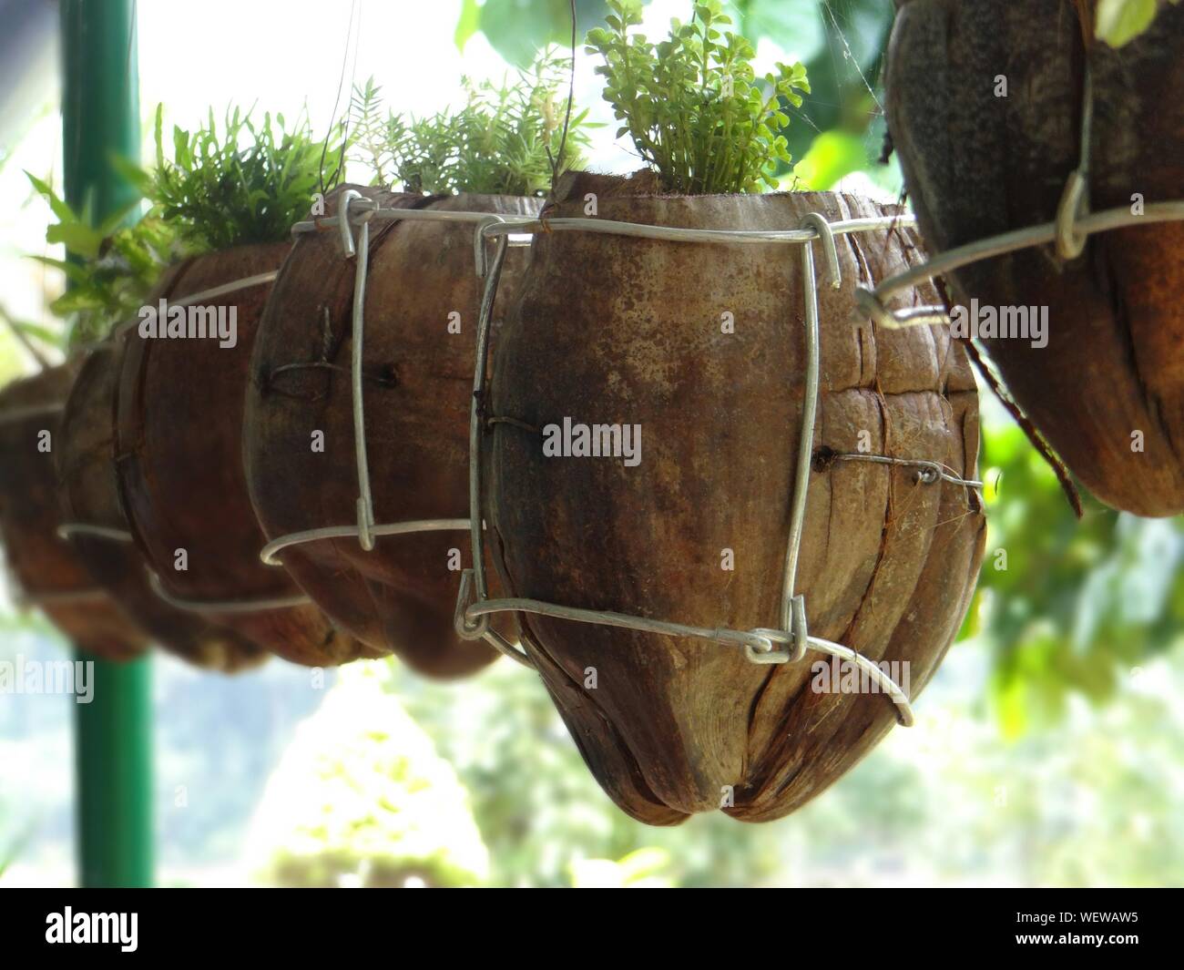 Growing coconut hi-res stock photography and images - Alamy