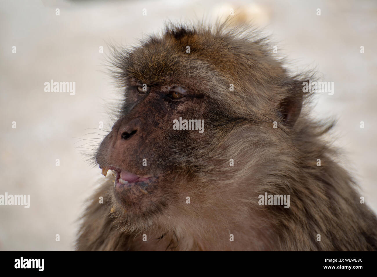 Portrait of a Gibraltar monkey Stock Photo - Alamy