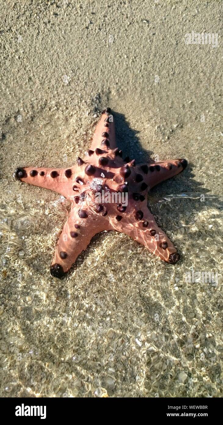 Dead starfish shore hi-res stock photography and images - Alamy