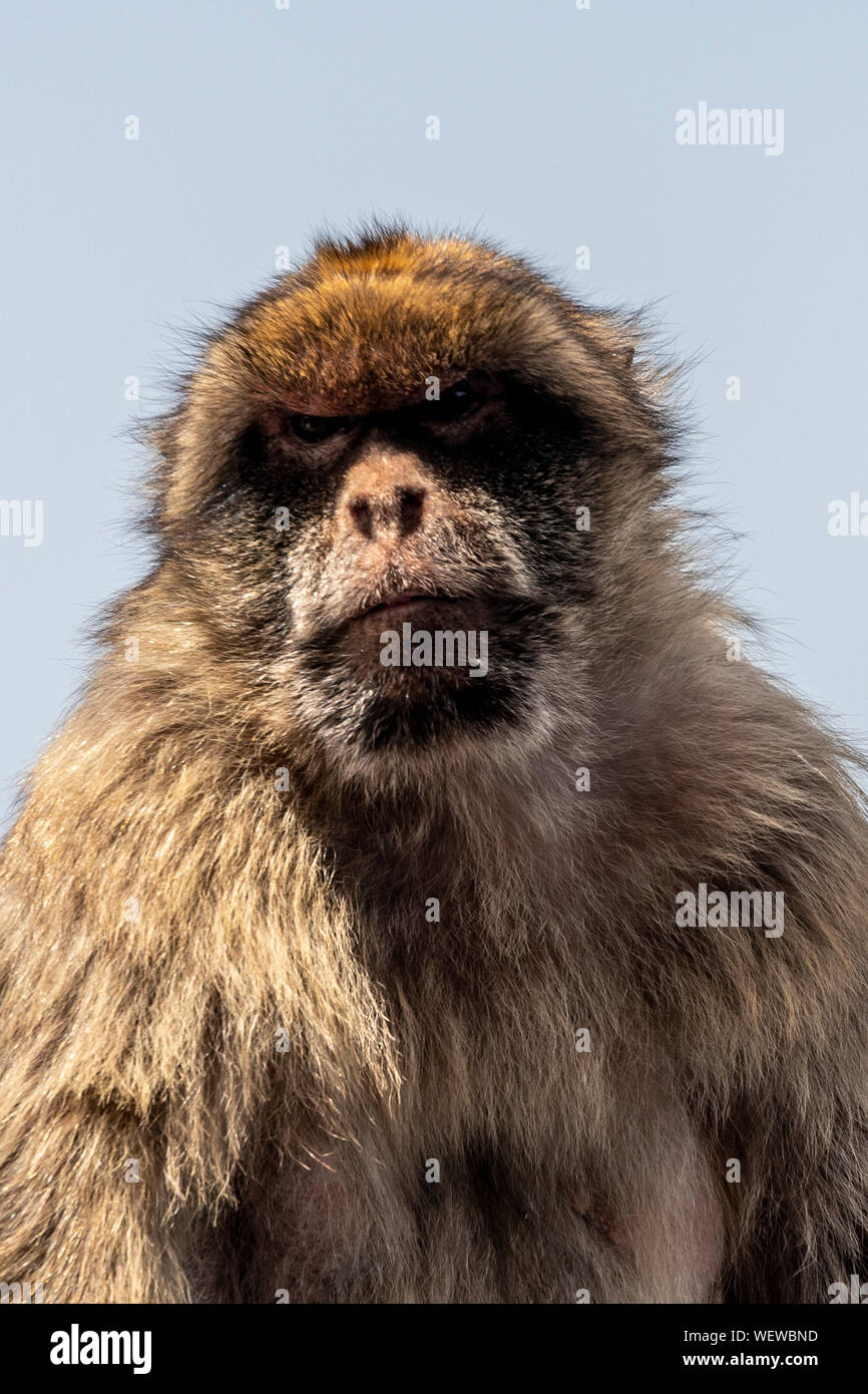 Portrait of a Gibraltar monkey Stock Photo - Alamy