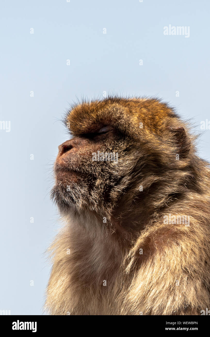 Portrait of a Gibraltar monkey Stock Photo - Alamy