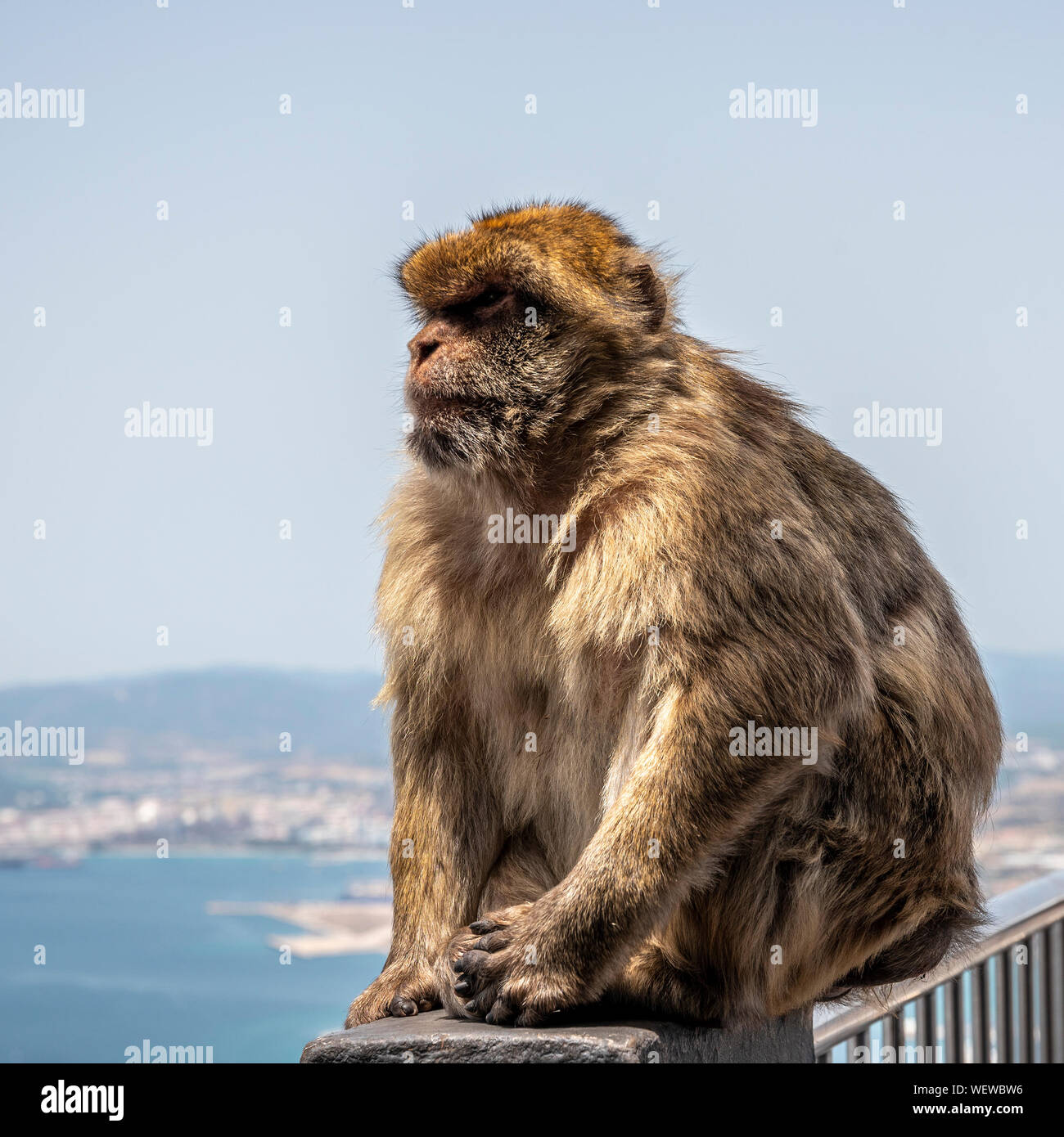 Portrait of a Gibraltar monkey Stock Photo - Alamy