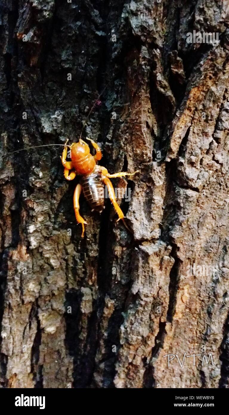 Tree bug hi-res stock photography and images - Alamy