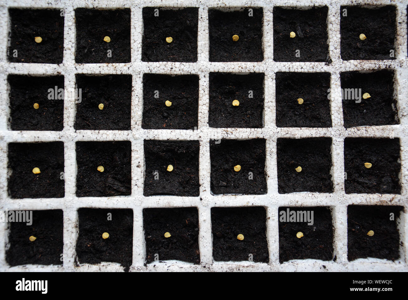 Seedling seed tray hi-res stock photography and images - Alamy