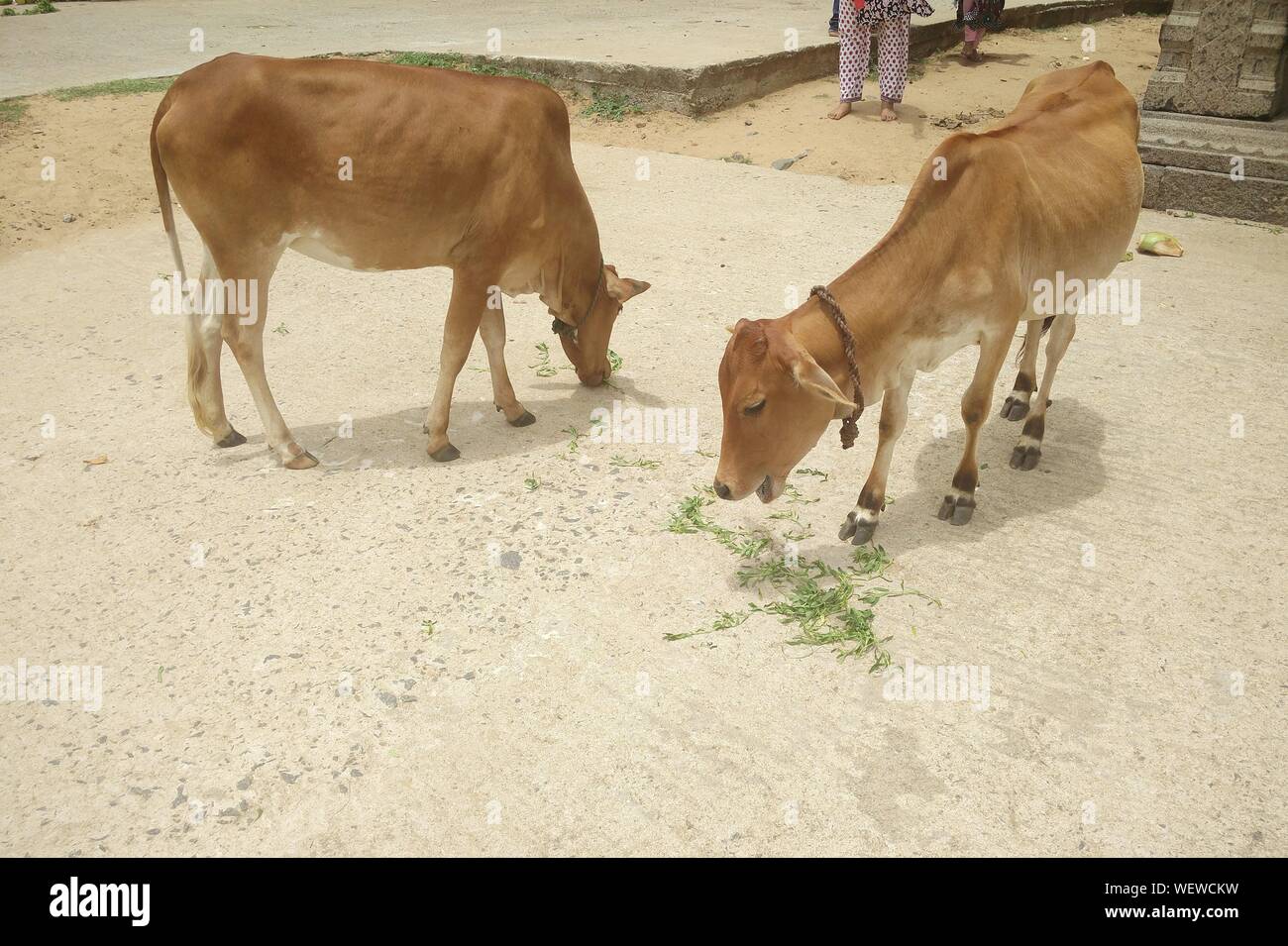 Calf on ground hi-res stock photography and images - Alamy