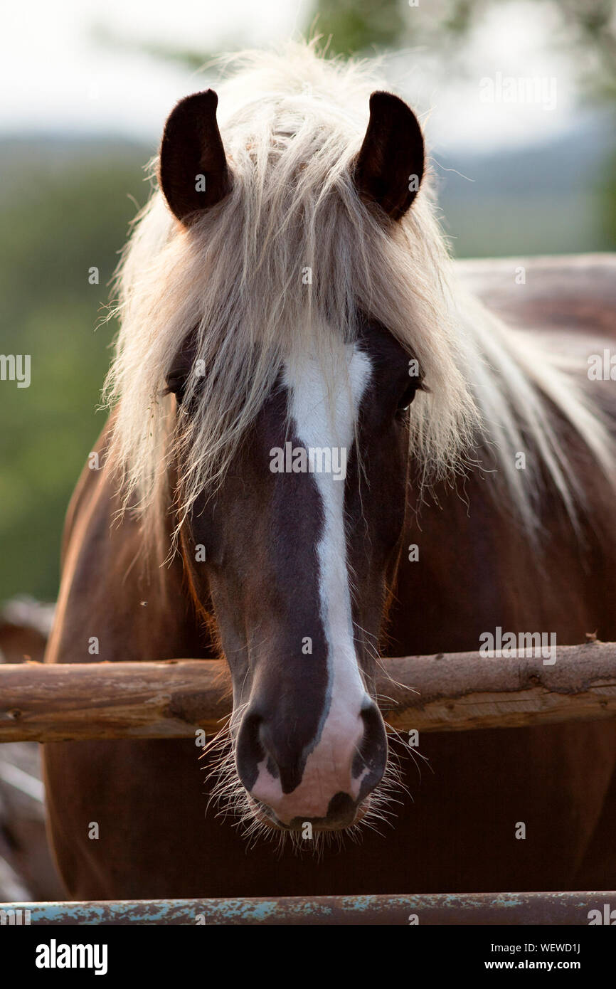 black-forest coldblood Draft Horse portrait Stock Photo - Alamy