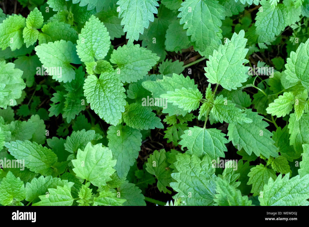 common stinging nettles top view pattern Stock Photo - Alamy