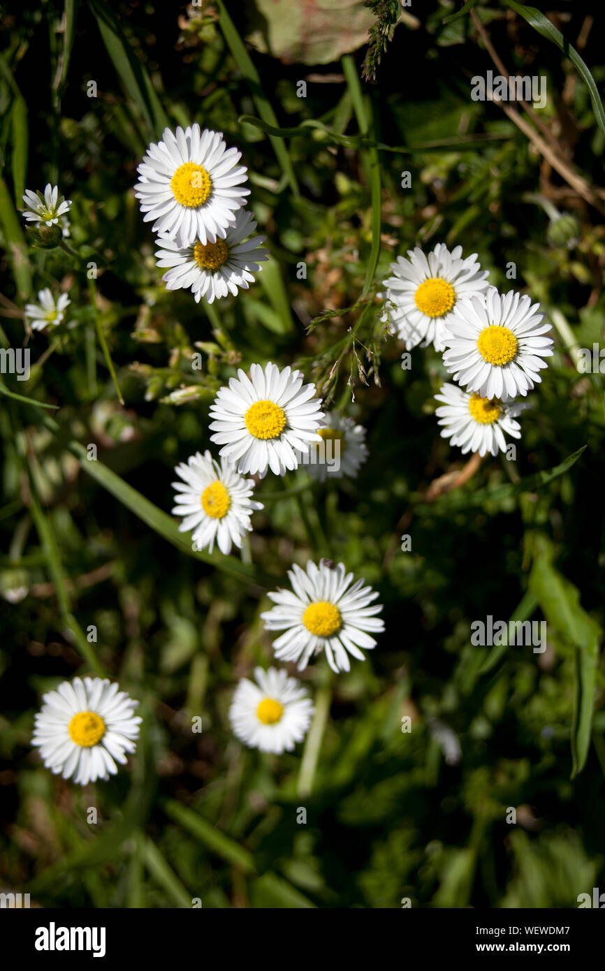 Daisy flowers in meadow with green grass Stock Photo - Alamy