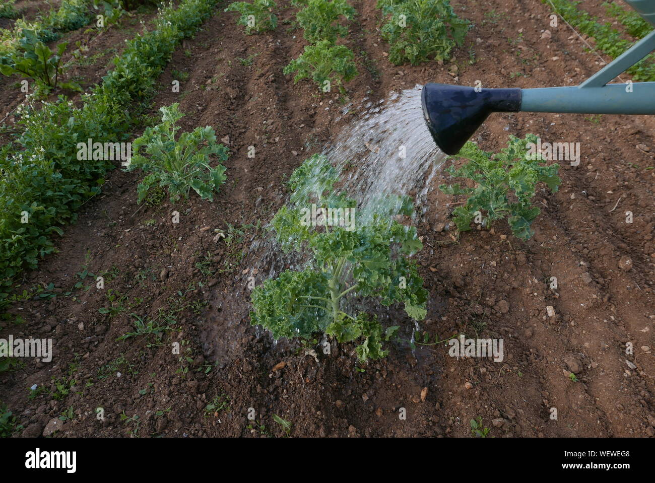 Watering can pouring water on hi-res stock photography and images - Alamy