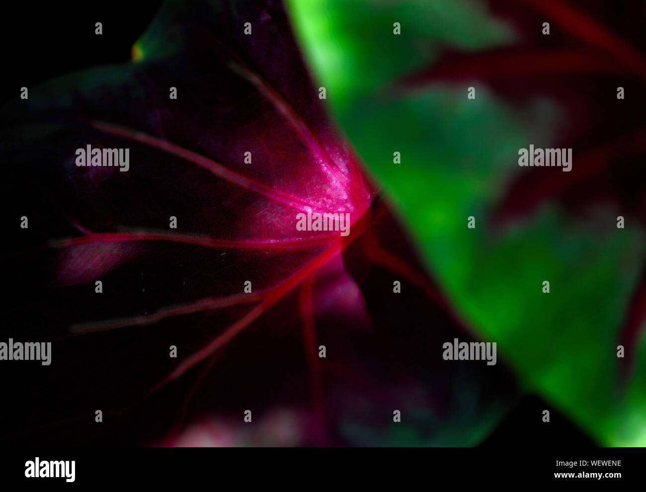 Mystic tropical hi-res stock photography and images - Alamy