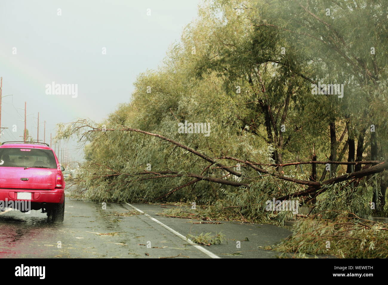 Car fallen tree hi-res stock photography and images - Alamy