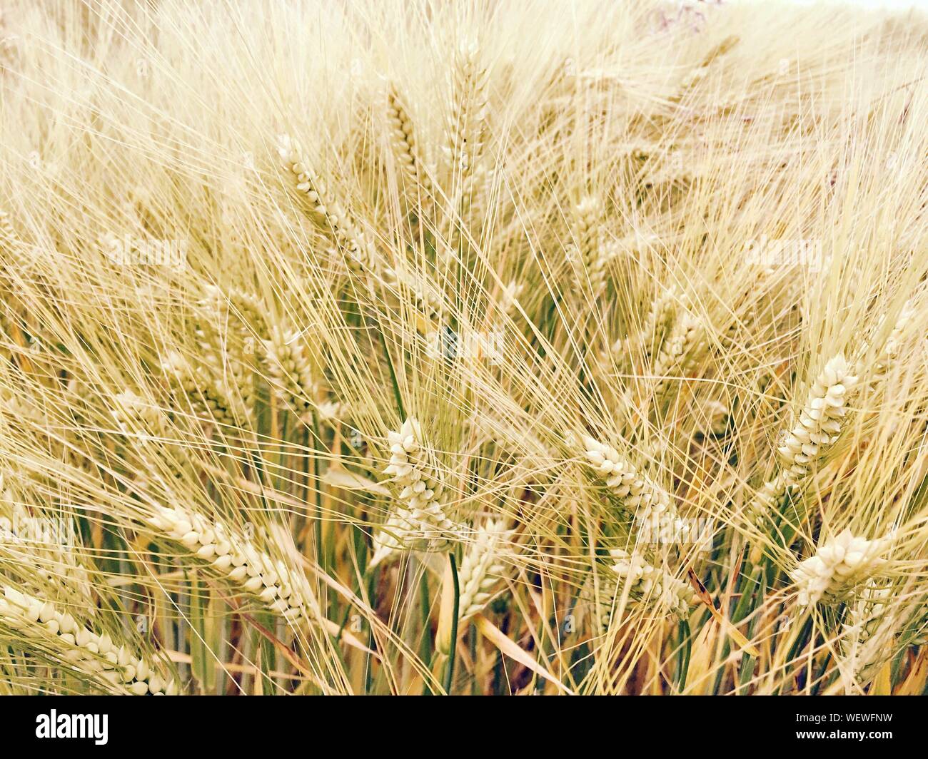 Barely Crop High Resolution Stock Photography and Images - Alamy