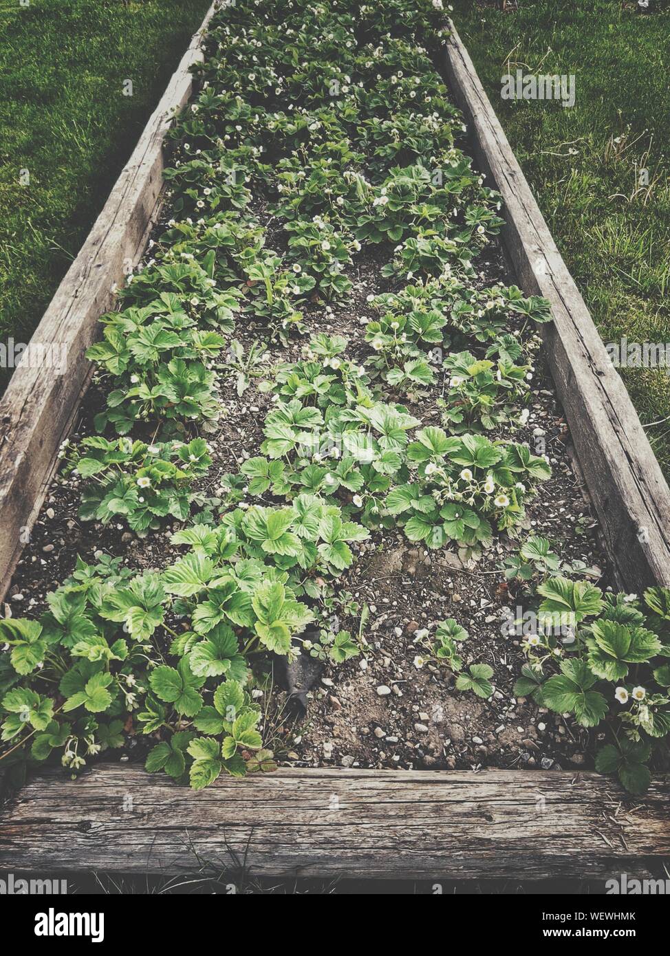 Growing trough hi-res stock photography and images - Alamy