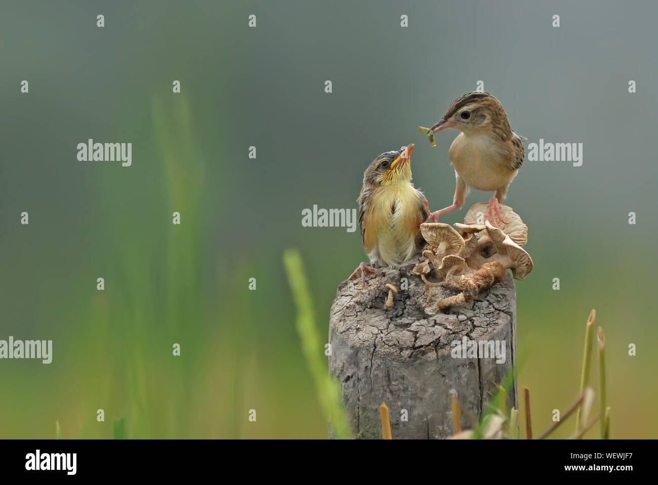 Two birds and insect hi-res stock photography and images - Alamy