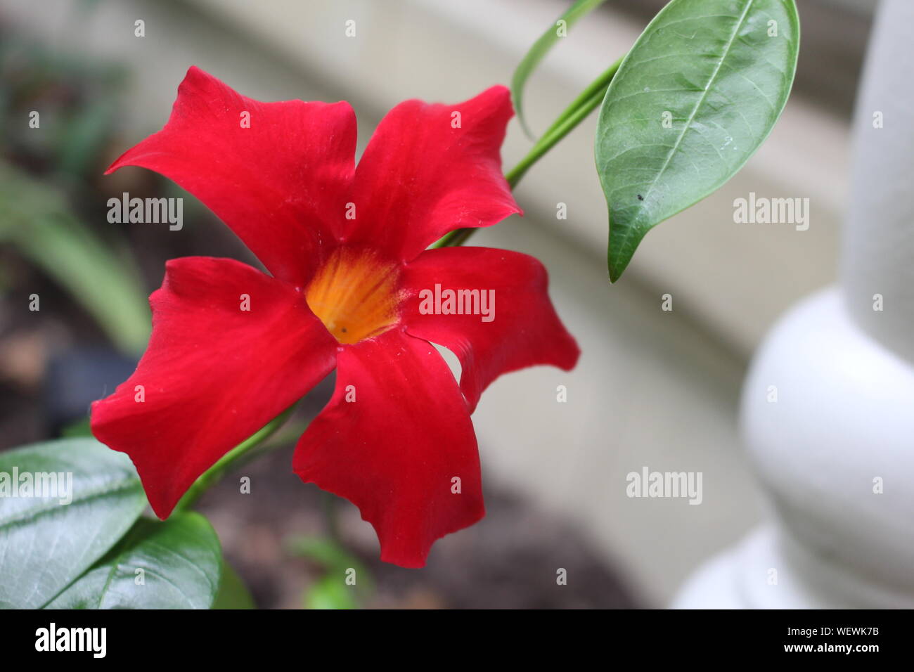 Trumpet Vine red flower Stock Photo - Alamy