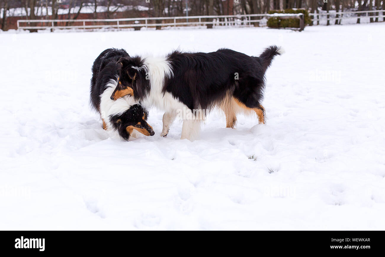 Rough collies hi-res stock photography and images - Alamy
