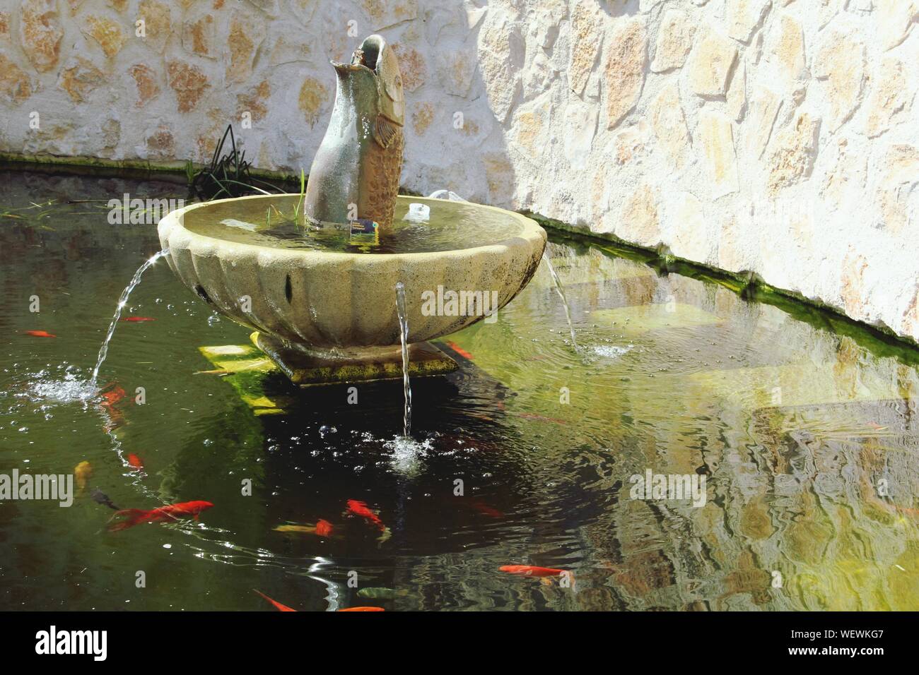In water pond hi-res stock photography and images - Alamy