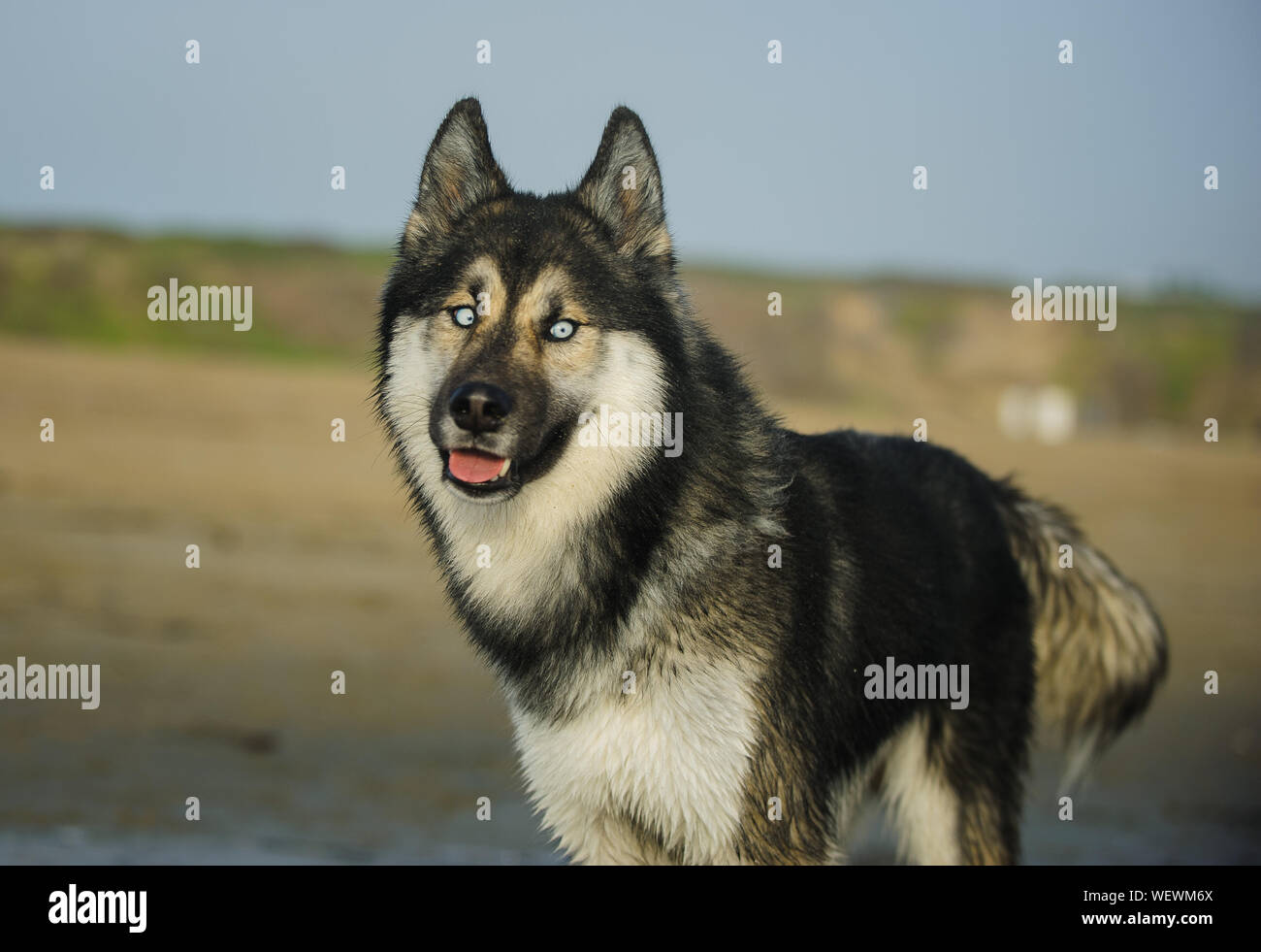 Siberian husky on beach hi-res stock photography and images - Alamy
