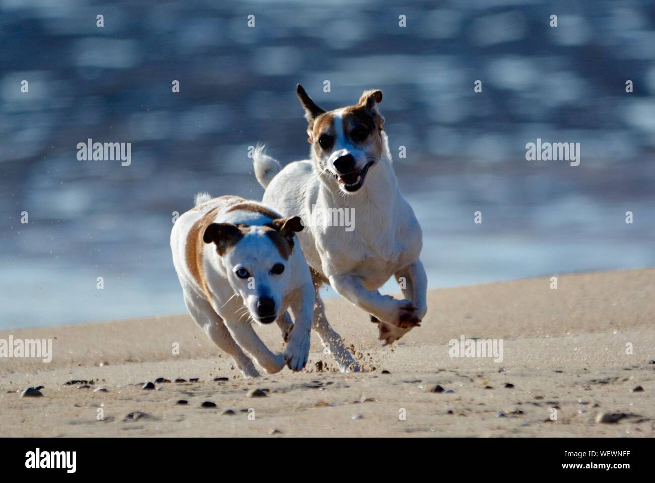 Two dogs running on the sand hi-res stock photography and images - Alamy