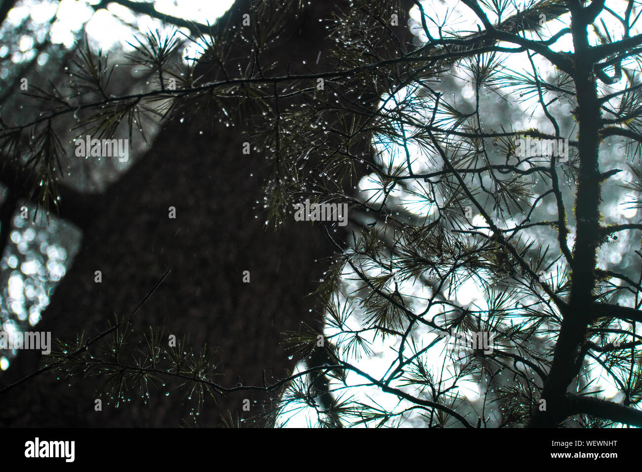 Branches of dew hi-res stock photography and images - Alamy