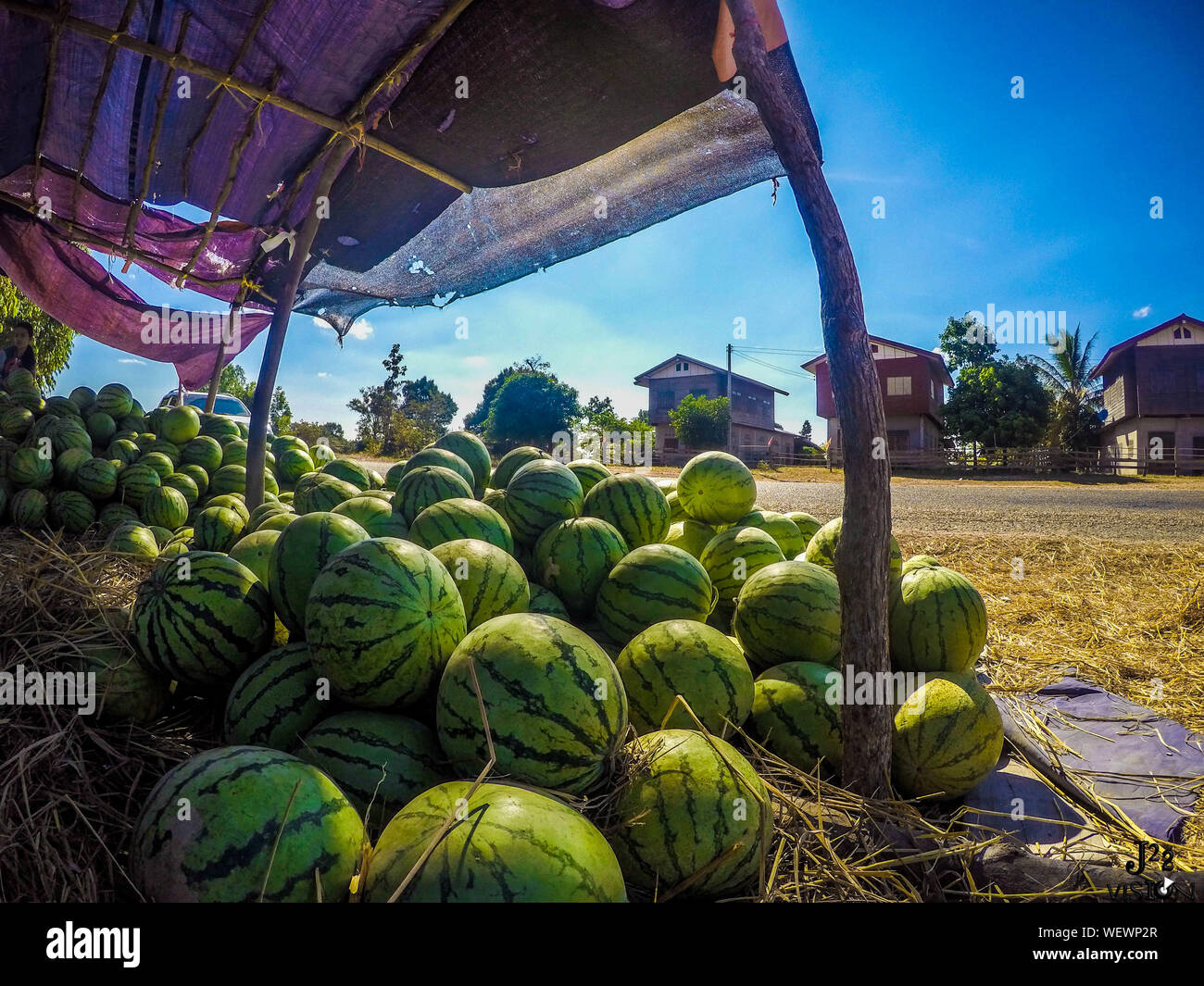 Shade Watermelon High Resolution Stock Photography and Images - Alamy