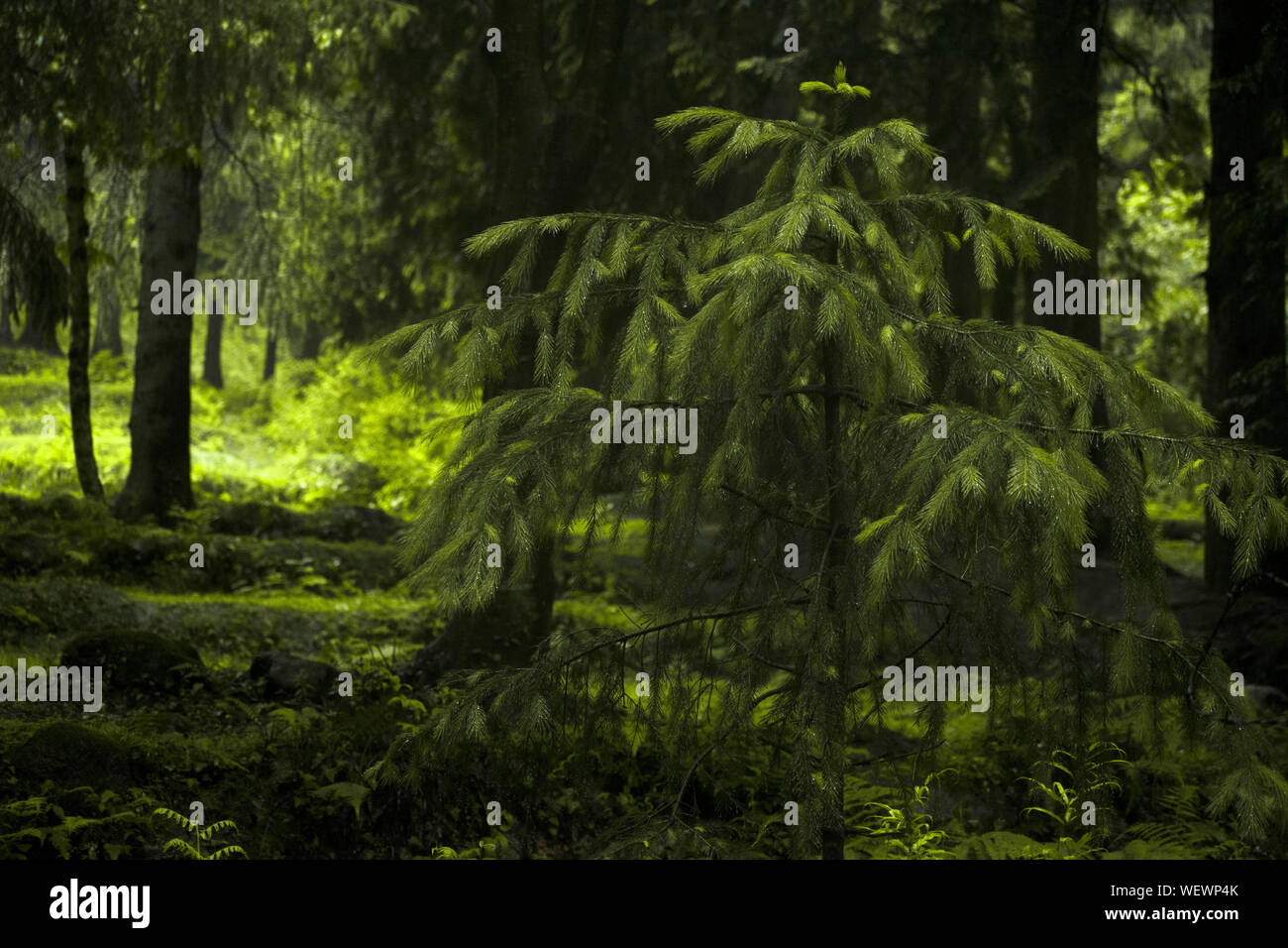 Dew rain forest hi-res stock photography and images - Alamy