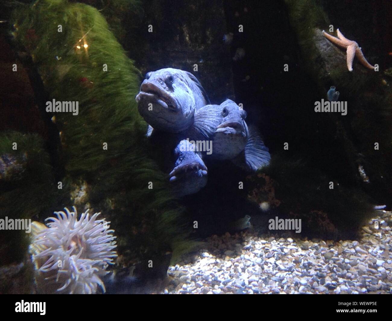 Wolffish hi-res stock photography and images - Alamy