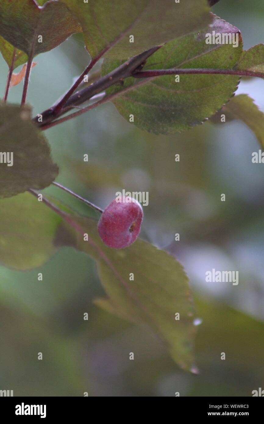 crab Apple tree Stock Photo - Alamy