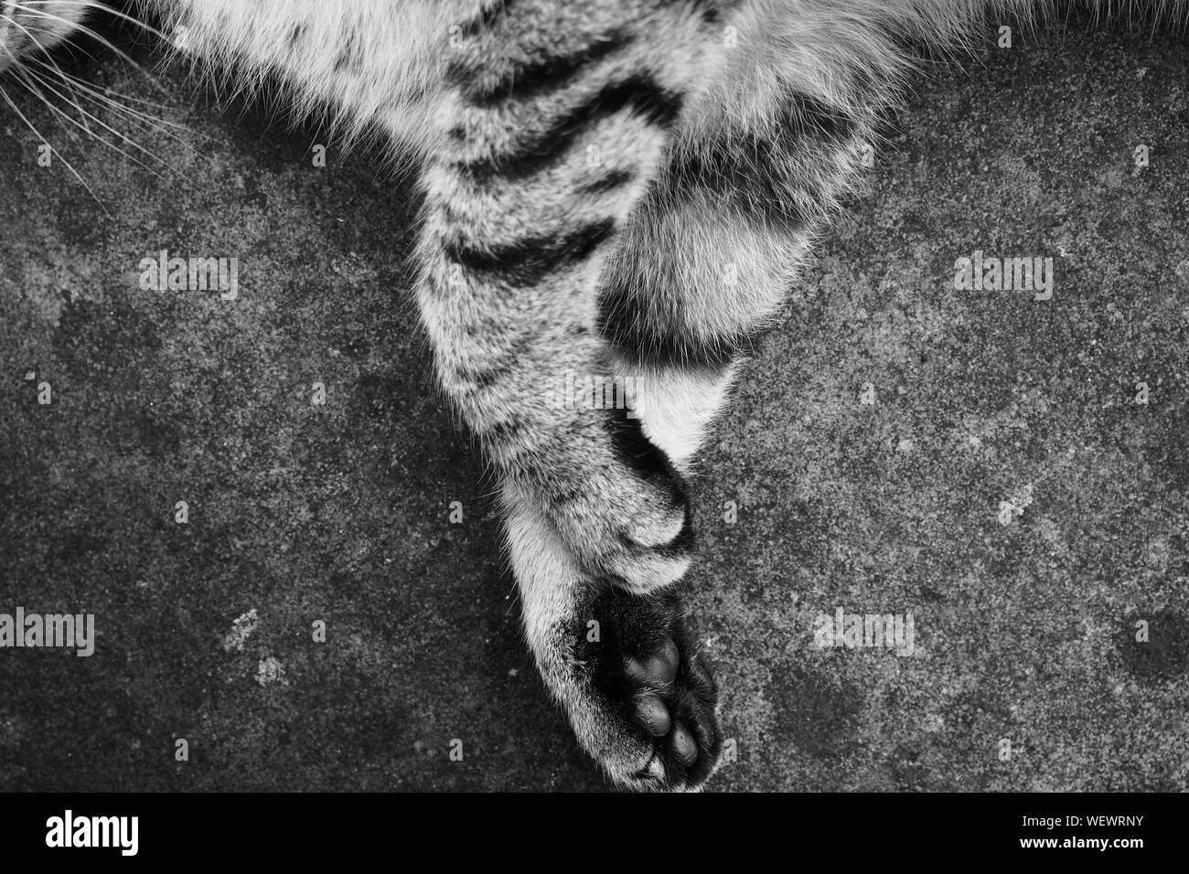 Animal legs hi-res stock photography and images - Alamy