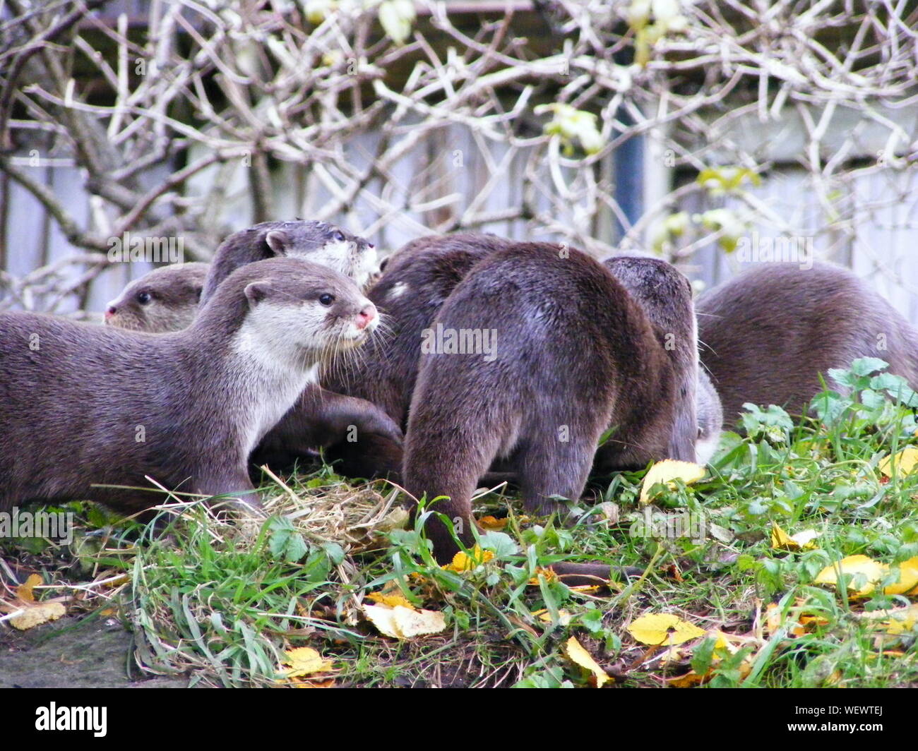 Group of rodents hi-res stock photography and images - Alamy