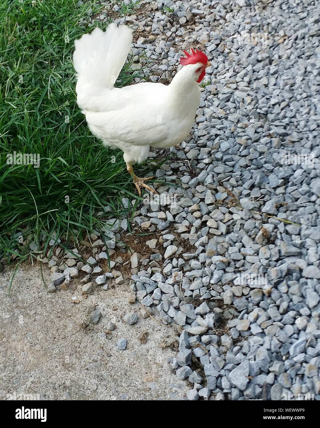 Chicken by stones hi-res stock photography and images - Alamy