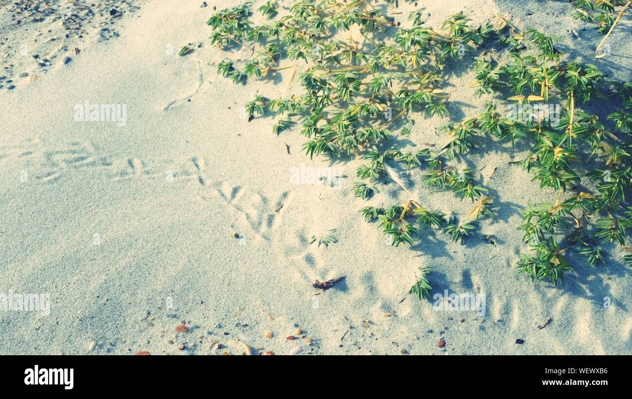 Footprints on grass hi-res stock photography and images - Alamy