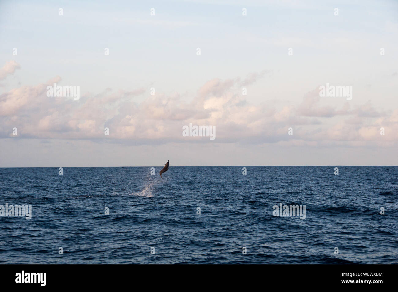 Mid air diving hi-res stock photography and images - Alamy