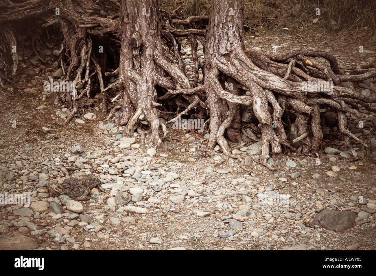 Tree log with roots hi-res stock photography and images - Alamy