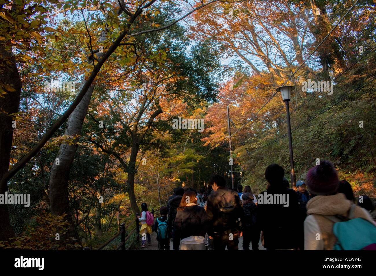 Trees up high hi-res stock photography and images - Alamy