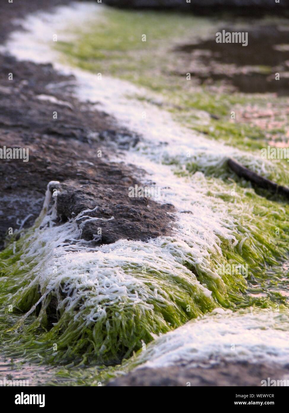 Seaweed rocks hi-res stock photography and images - Alamy